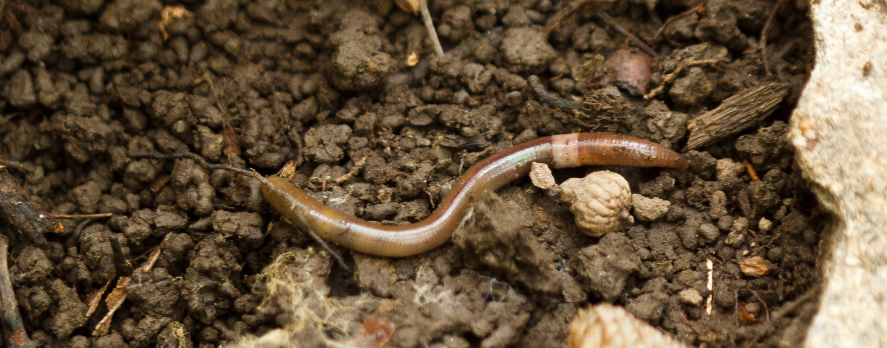Jumping Worms in Minnesota | Minnesota Invasive Terrestrial Plants and ...